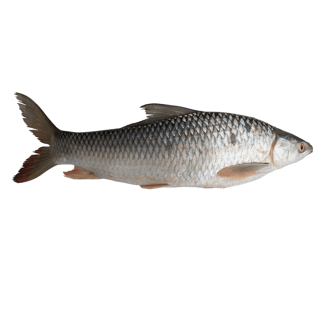 Mrigal Carp